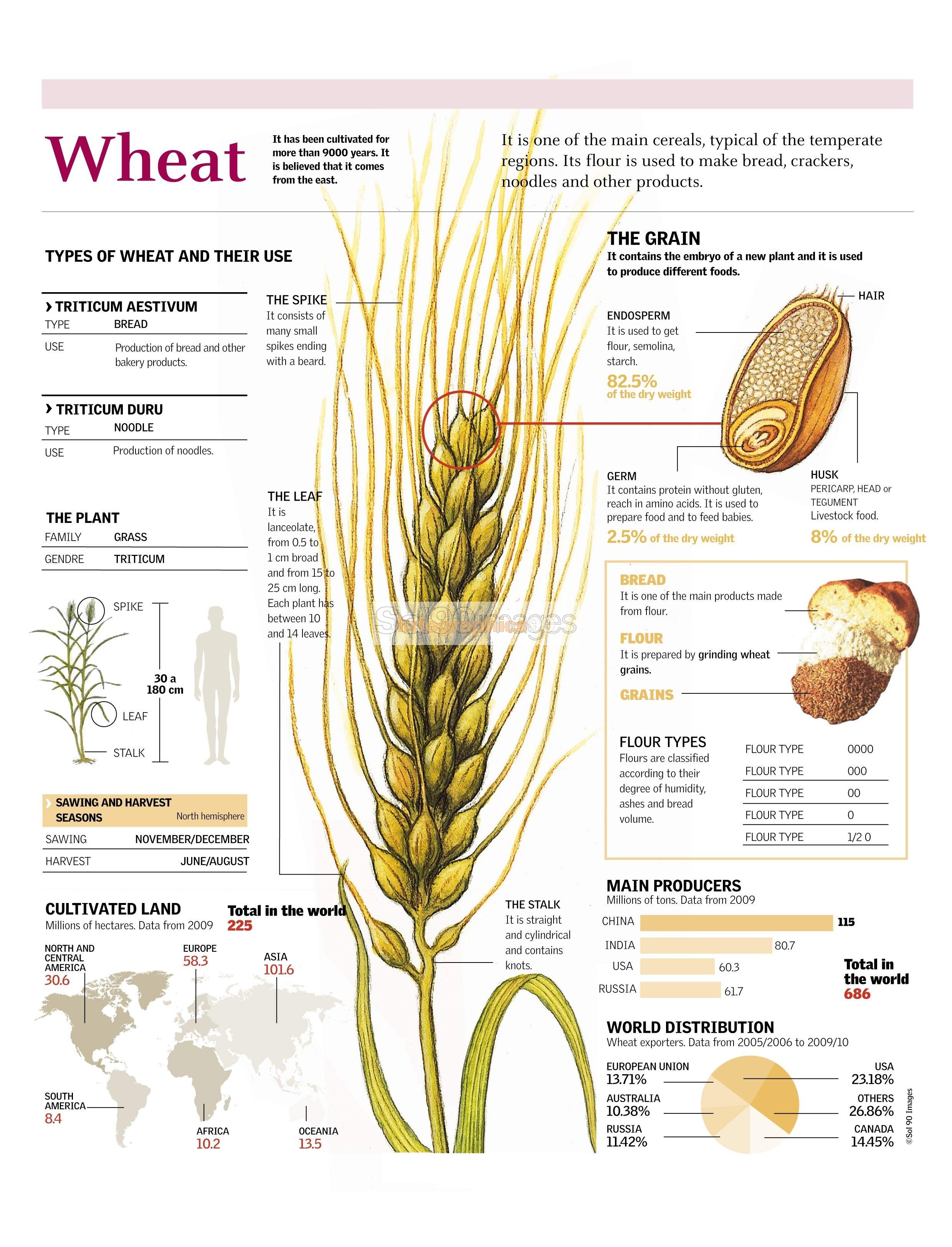 Infografía Trigo | Infographics90