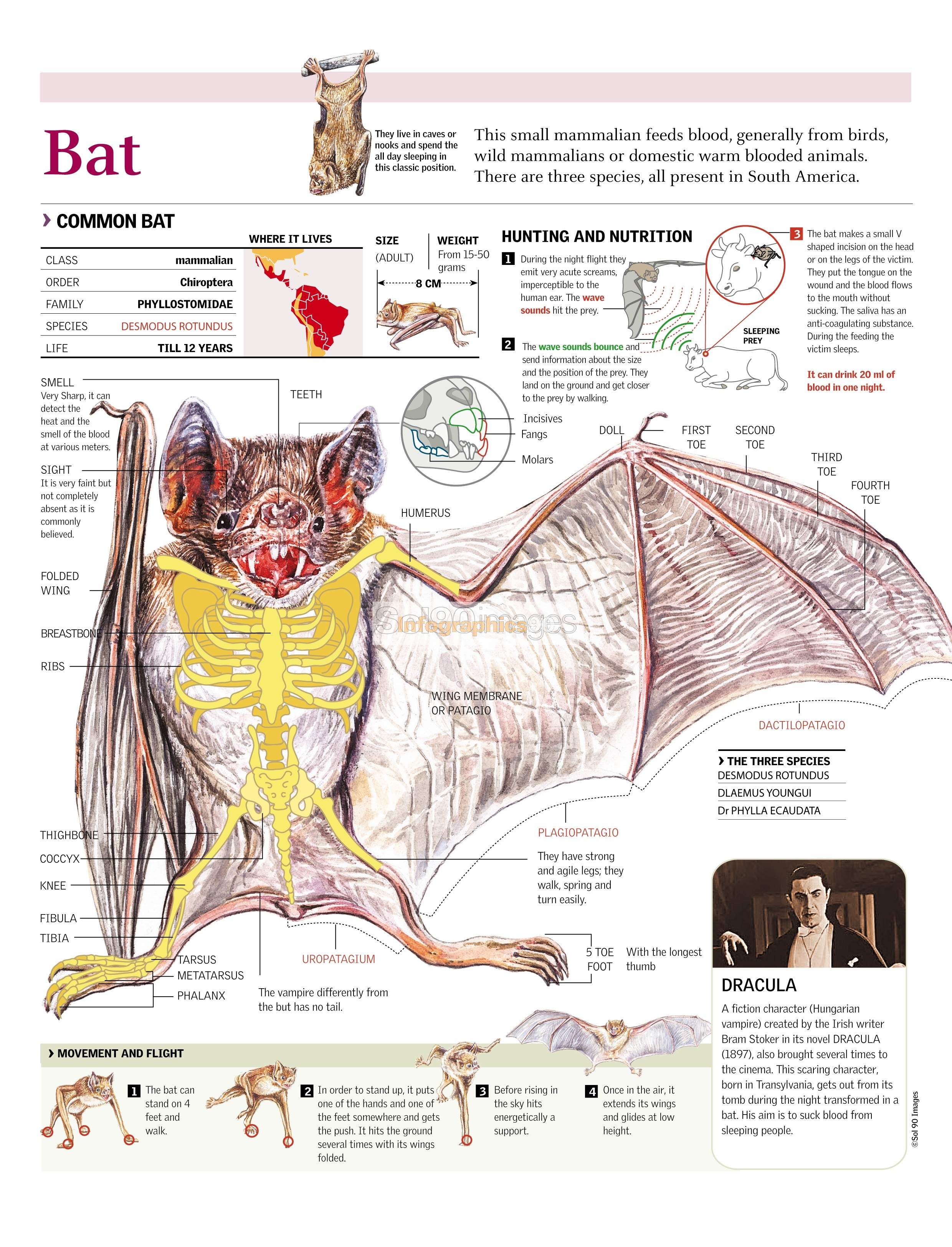 Infografía Vampiro | Infographics90