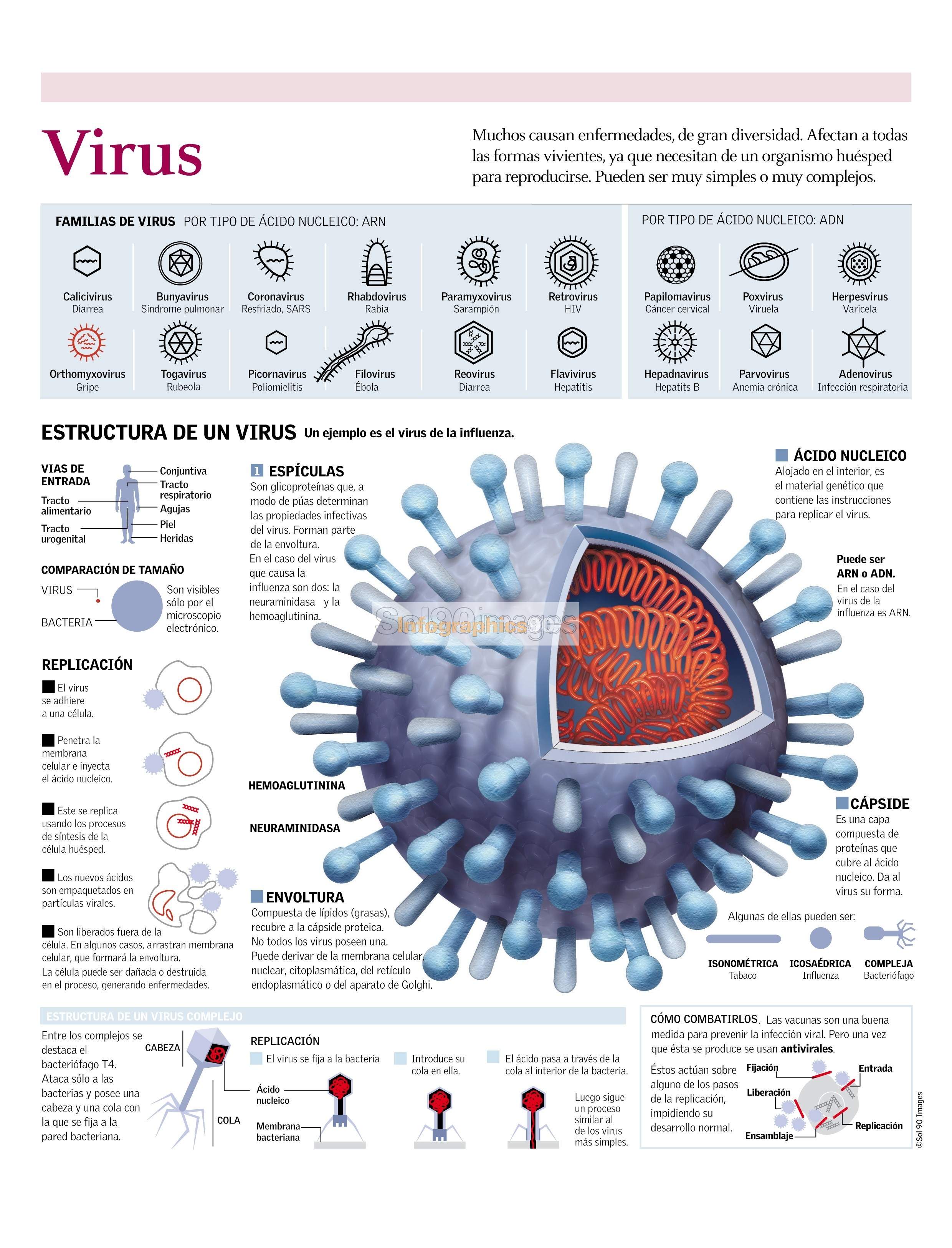 Infografía Virus | Infographics90