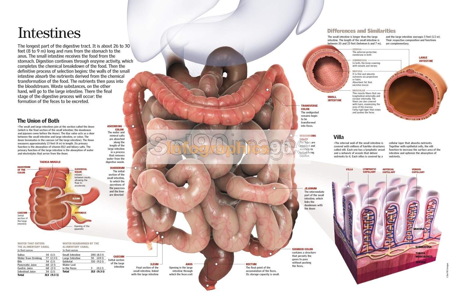 Infografía Intestinos | Infographics90