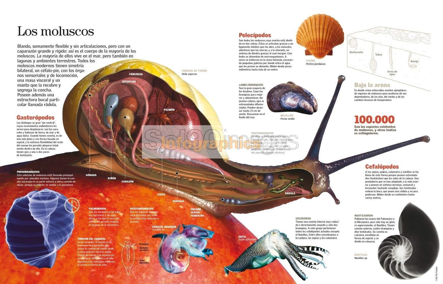 Infografía Los Moluscos | Infographics90