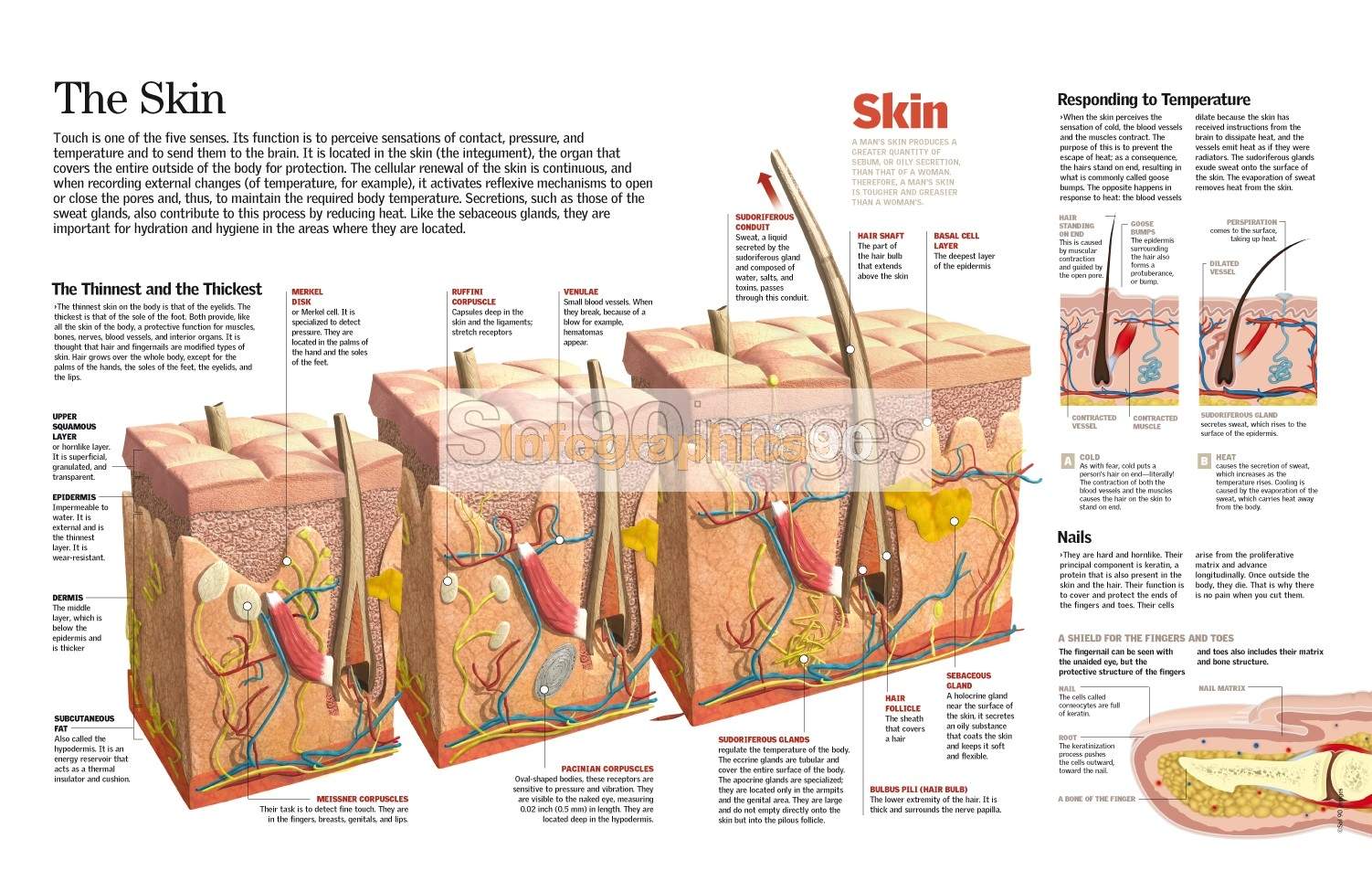 Infografía La Piel | Infographics90