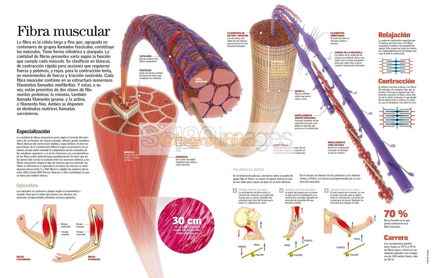 Infografía Fibra Muscular | Infographics90