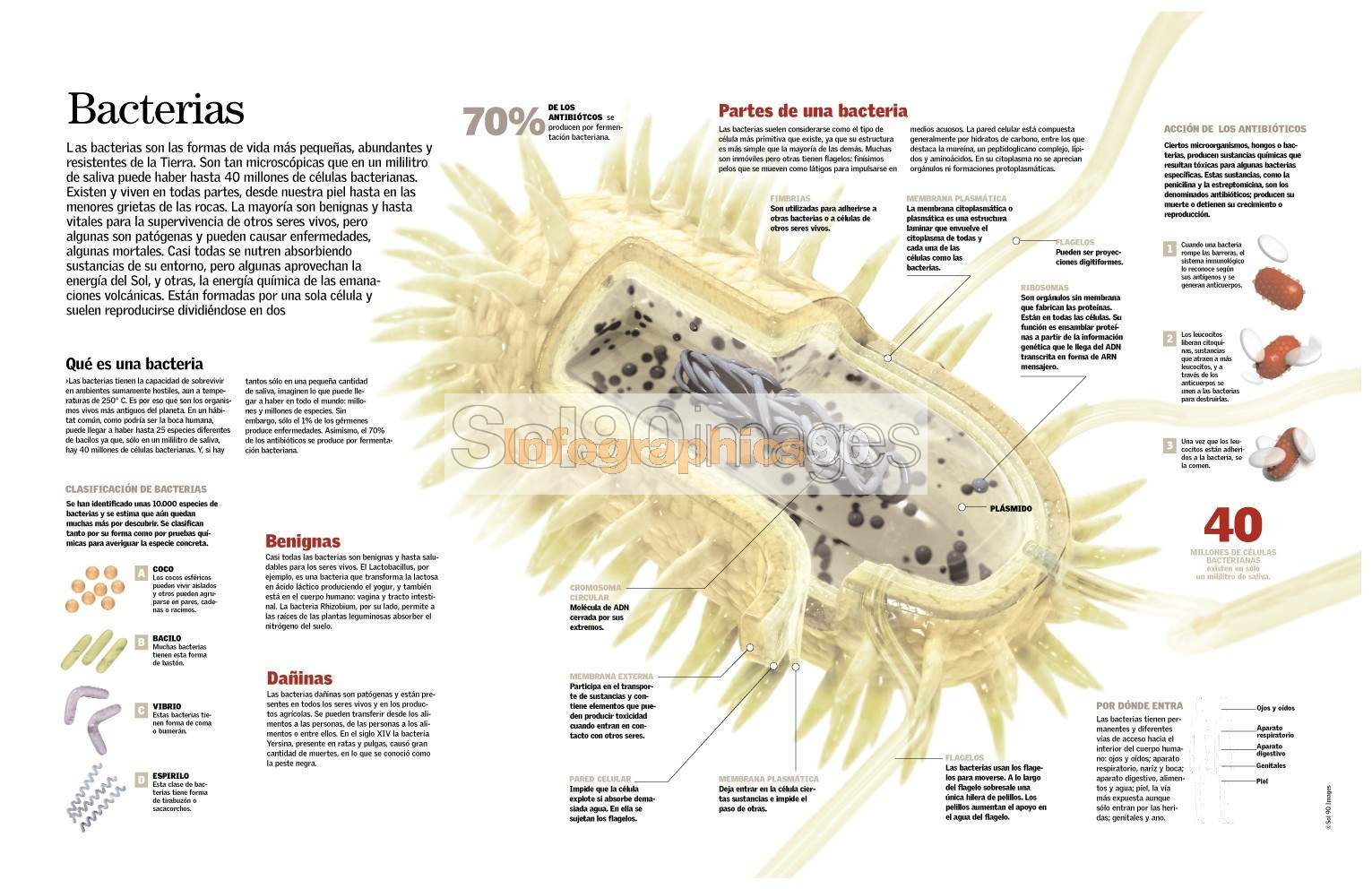 Infografía Bacterias | Infographics90