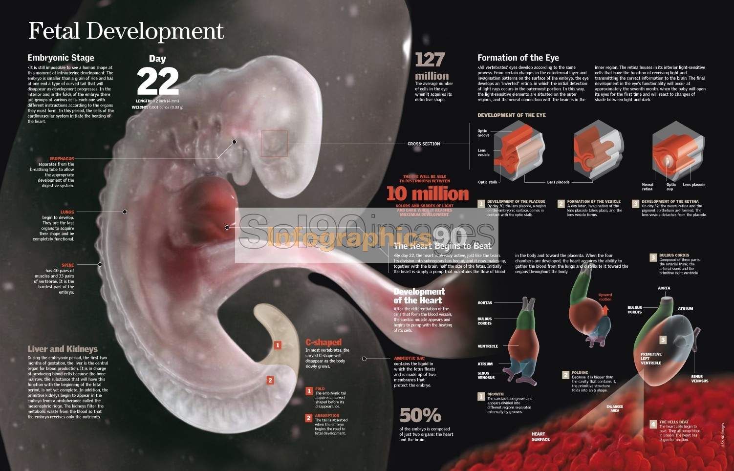 Infografía Desarrollo Fetal | Infographics90