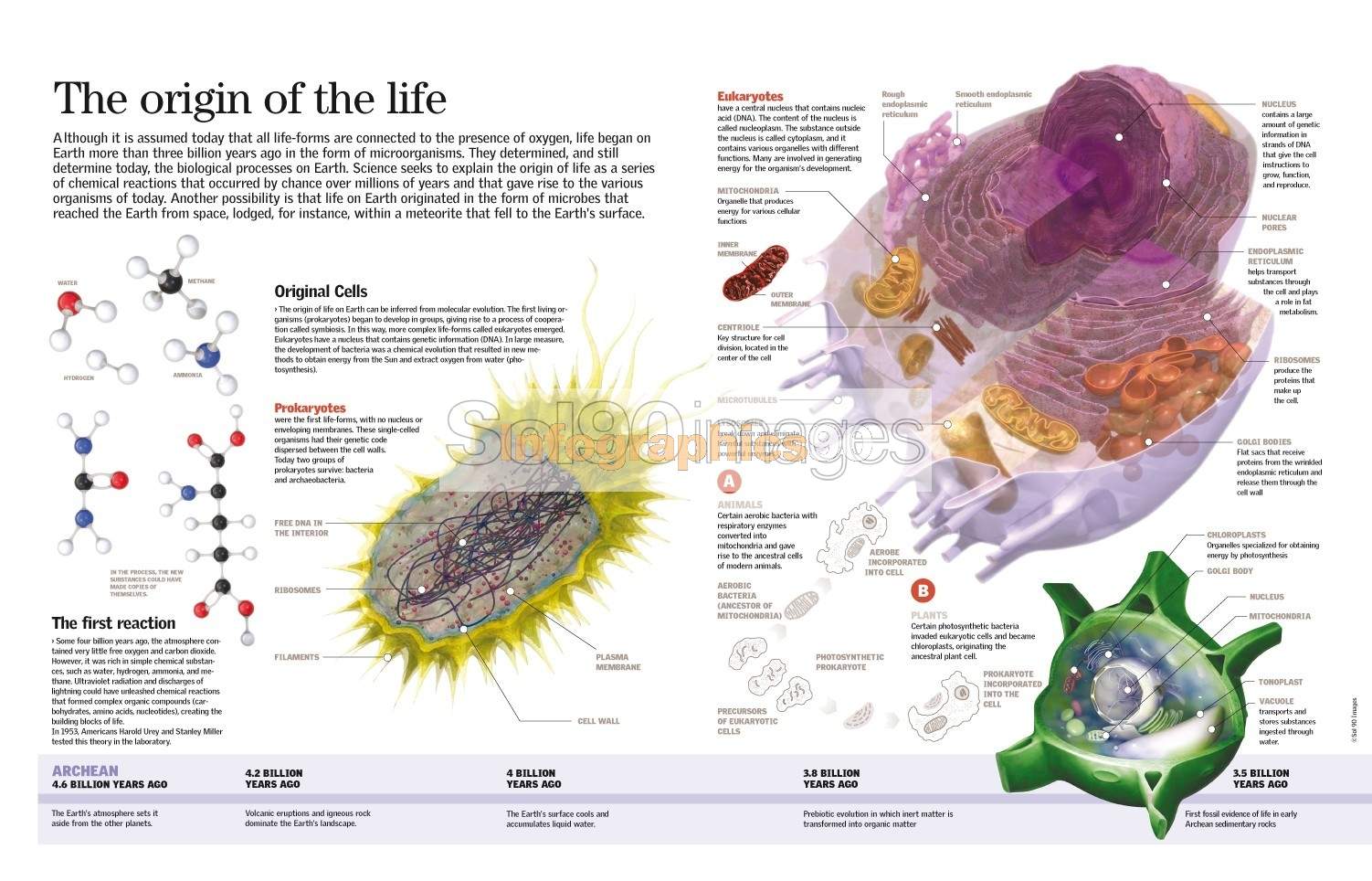 Infografía El Origen De La Vida | Infographics90
