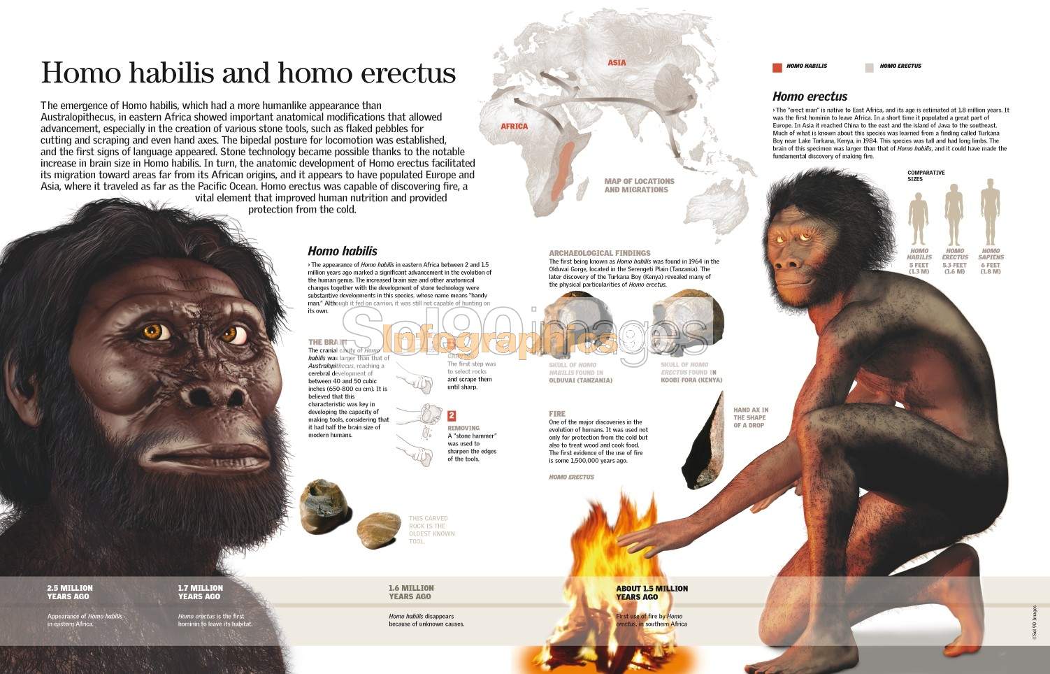 Homo Habilis