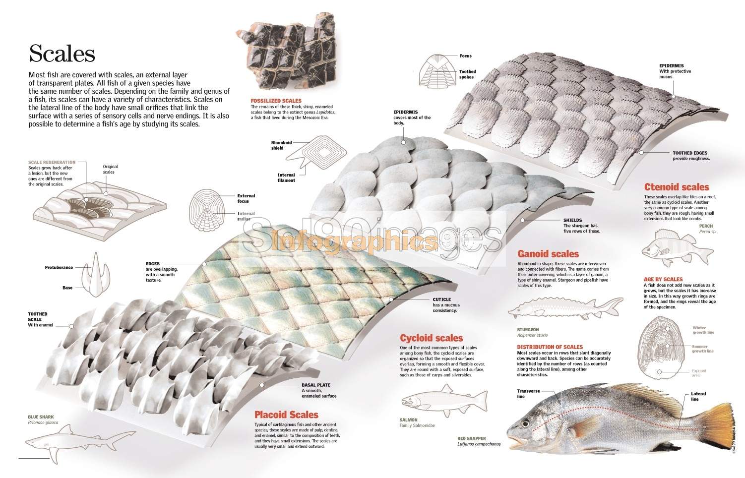 Infografía Las Escamas | Infographics90