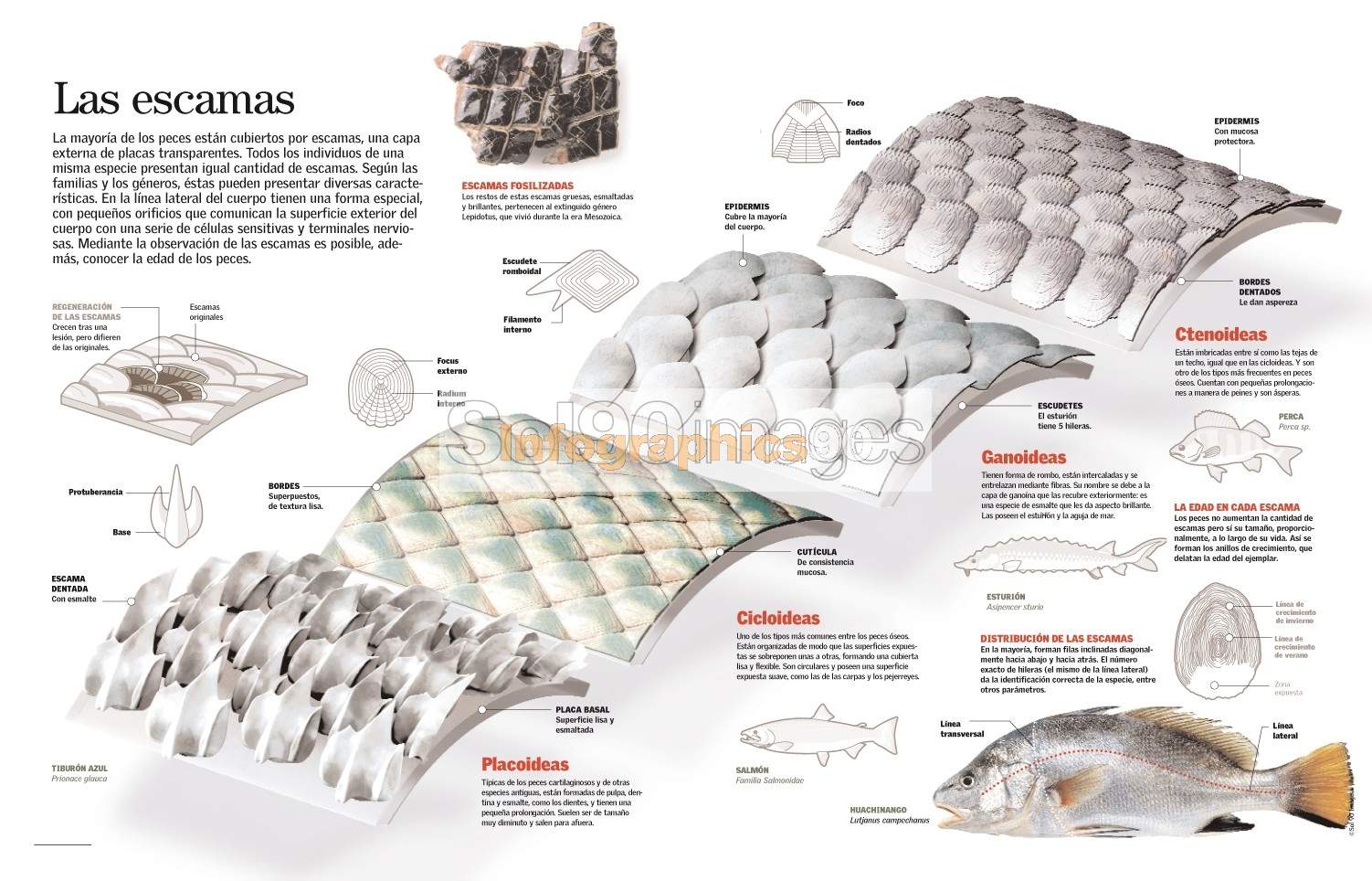 Infografía Las Escamas | Infographics90