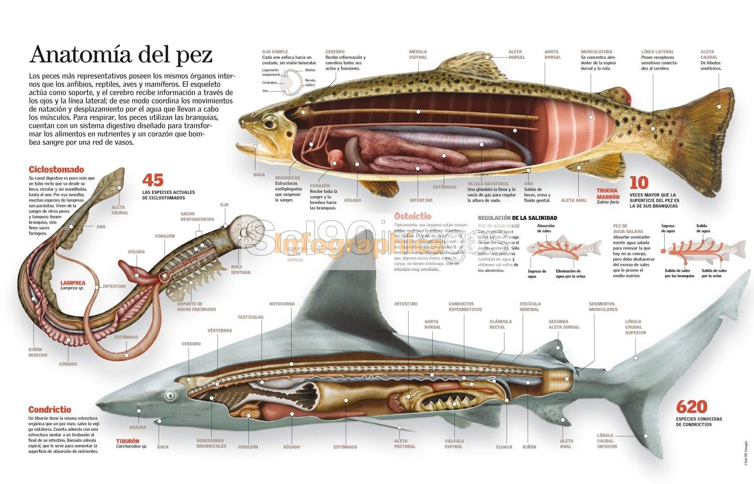 Infografía Anatomía Del Pez | Infographics90