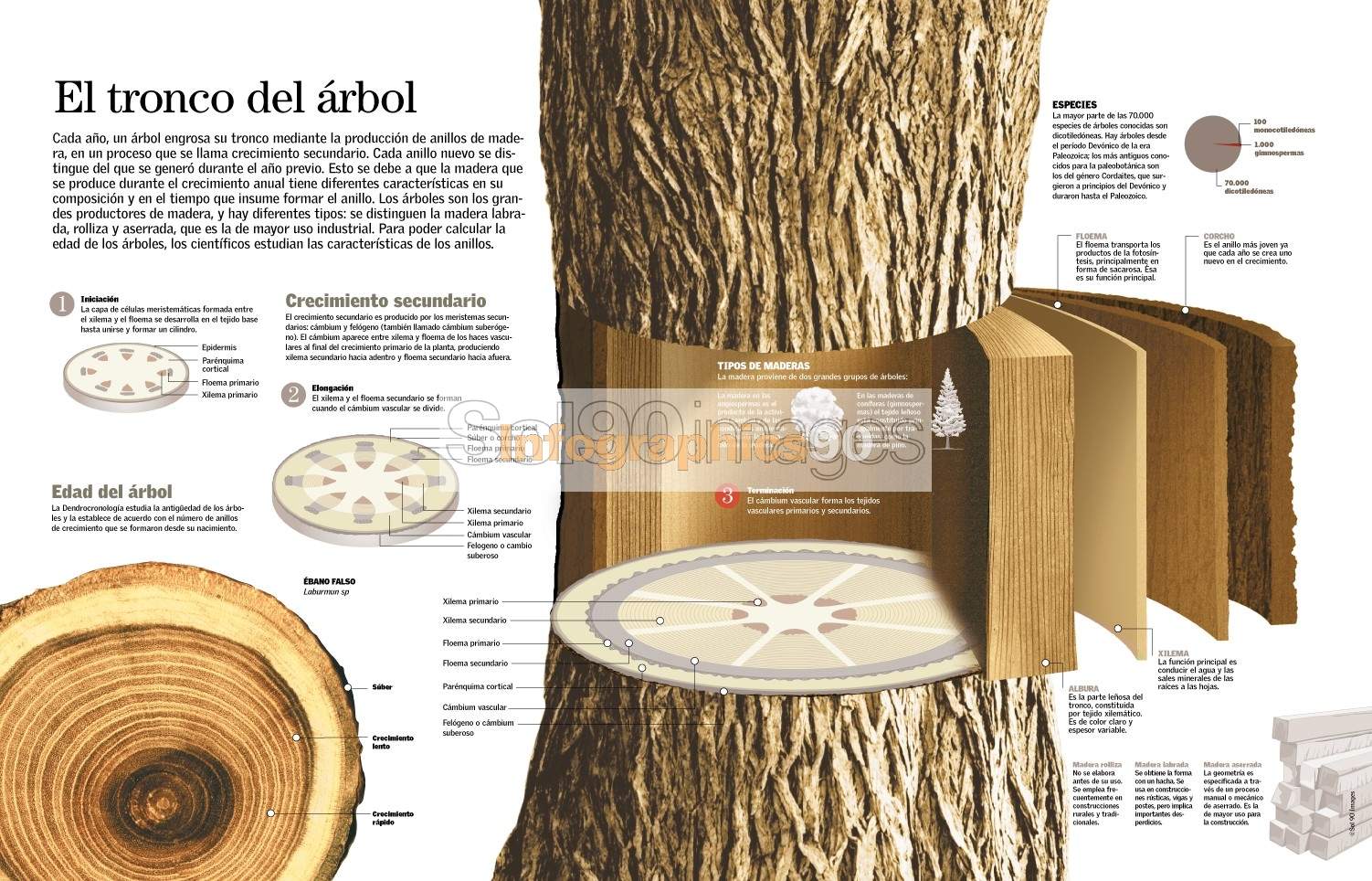 El Tronco de Árbol Animado: Historia y Significado en la Cultura ...