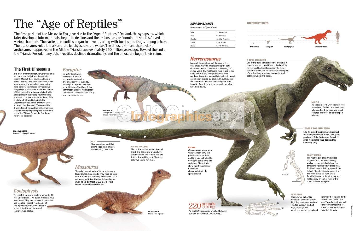 Infografía La Era De Los Reptiles | Infographics90
